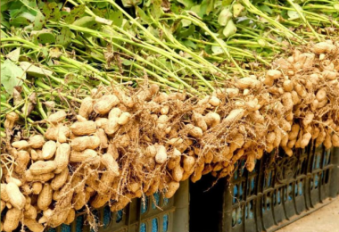 Cómo cultivar cacahuetes en casa - Conecta Salud