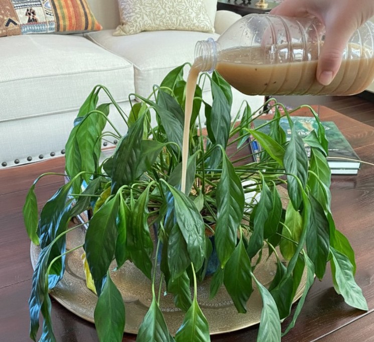 El abono líquido casero que revive cualquier planta en días - Conecta Salud